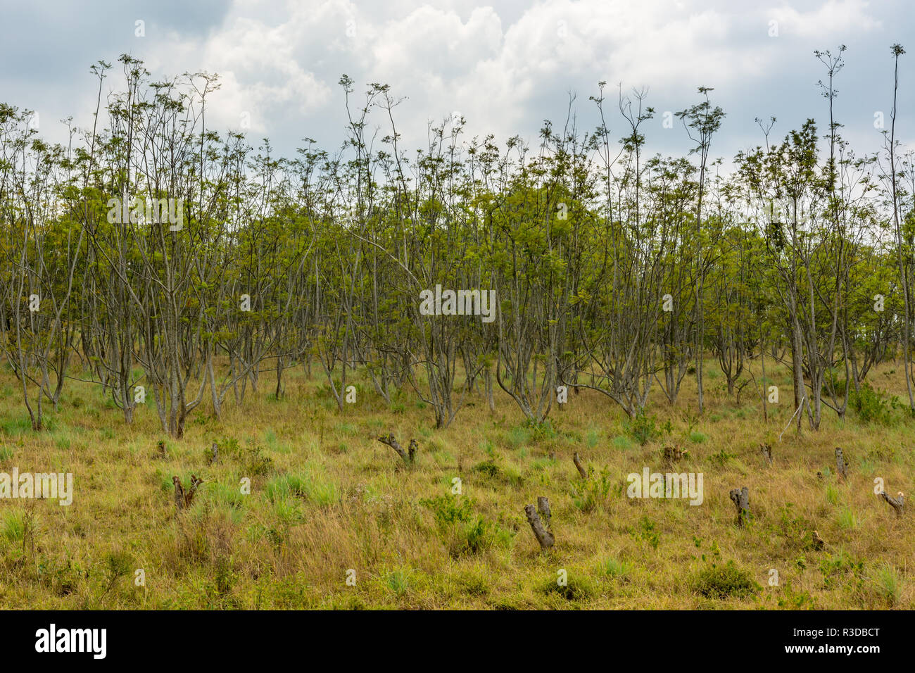 Typical savanna landscape of woodland grassland and red soil. Rwanda ...