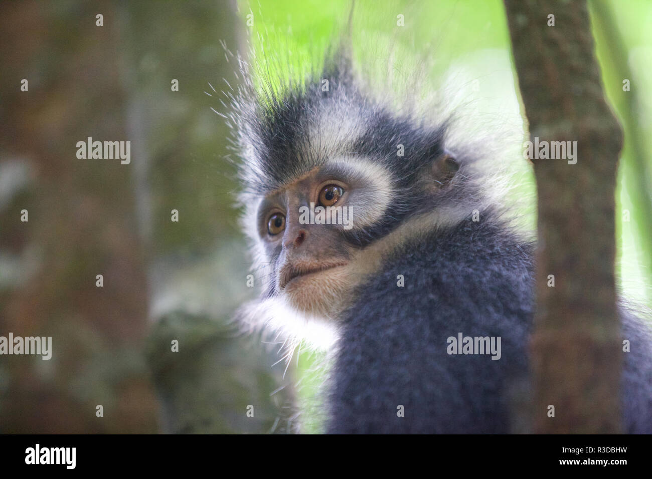 Thomas leaf monkey hi-res stock photography and images - Alamy