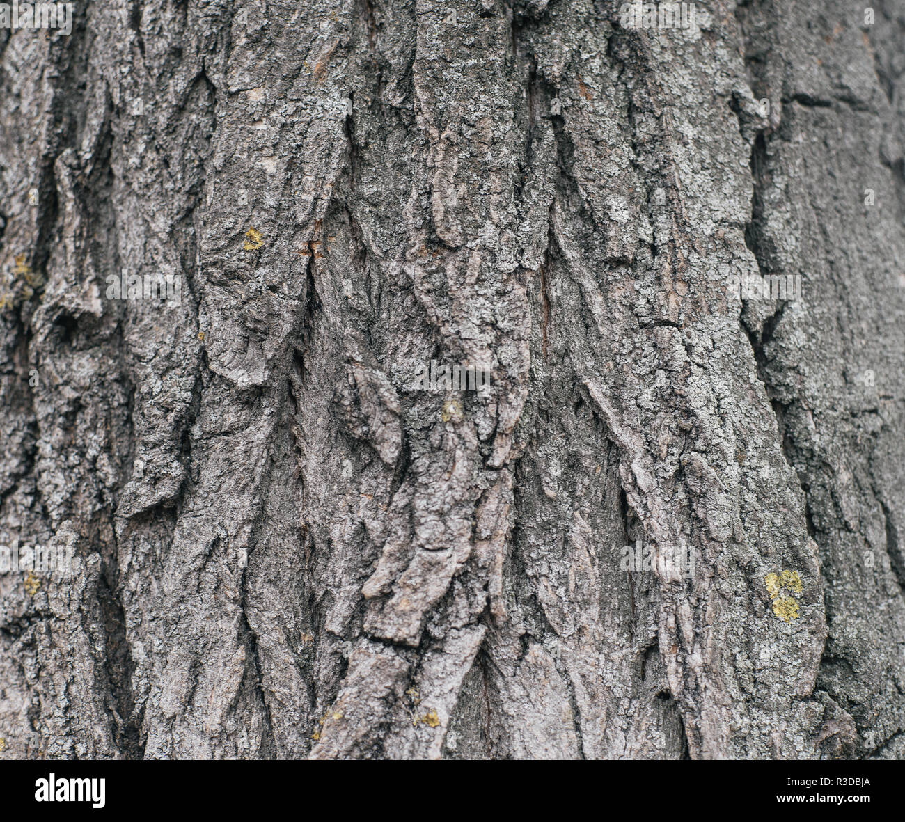Bark tree texture. Wood, grunge, weathered background Stock Photo - Alamy