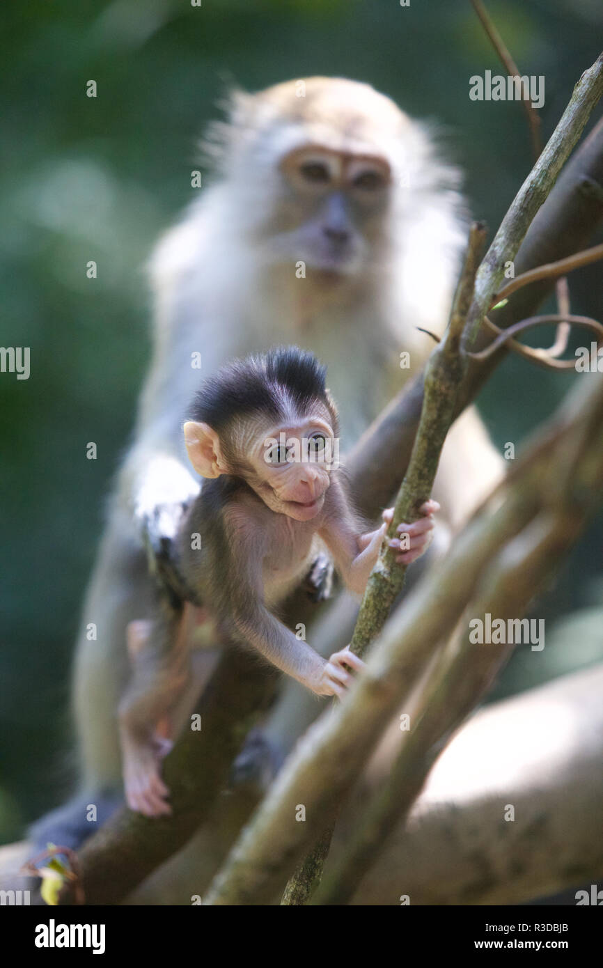 Macaque female with young Stock Photo - Alamy