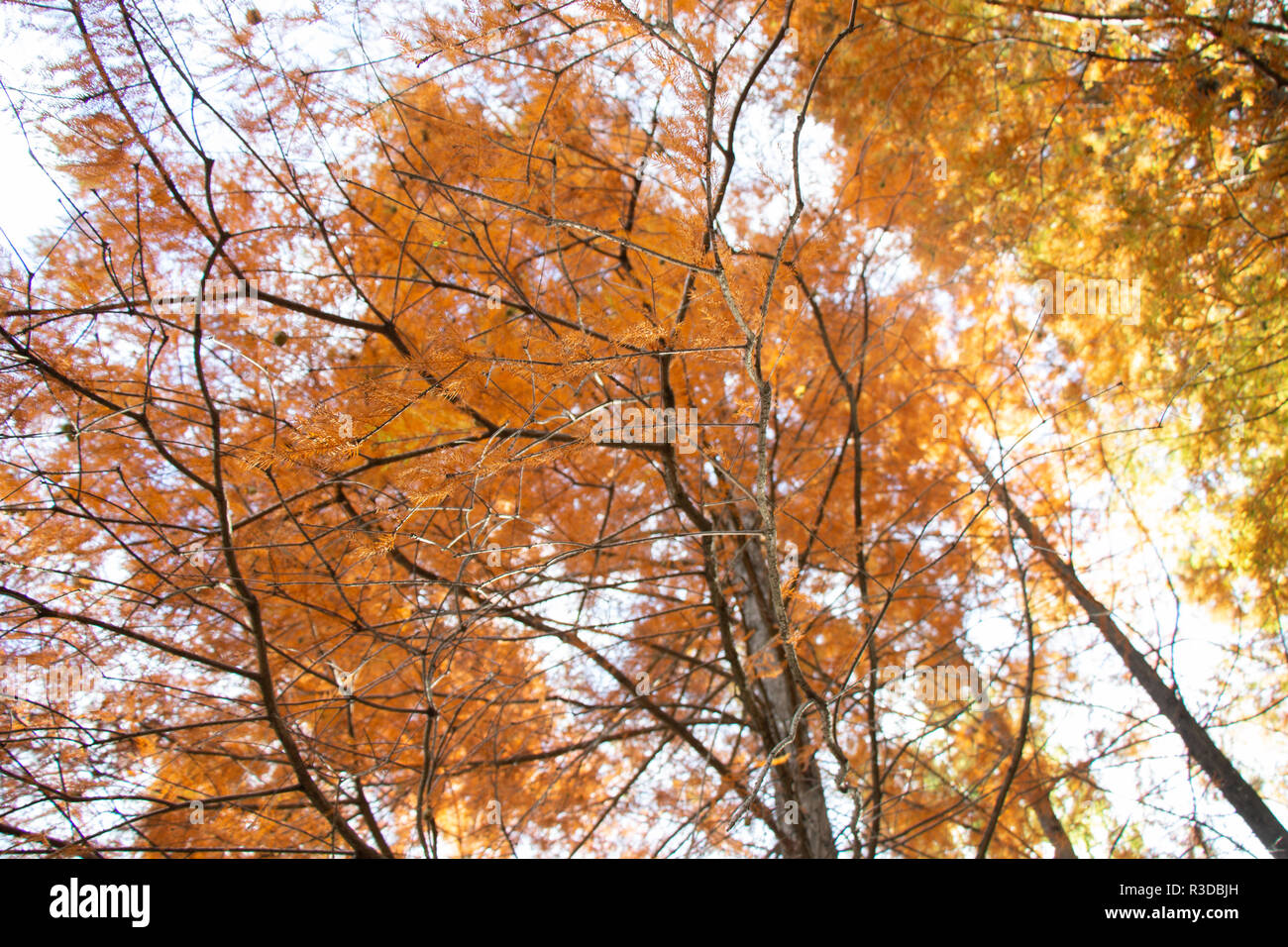 Autumn tree leaves texture background. leaf background texture Stock ...