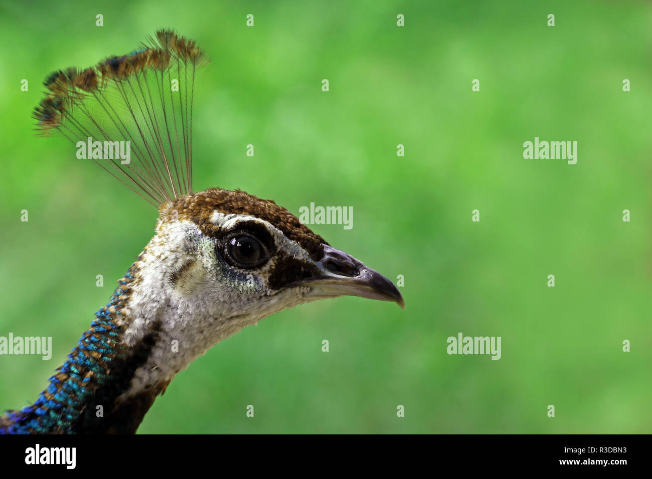Neck circlet hi-res stock photography and images - Alamy