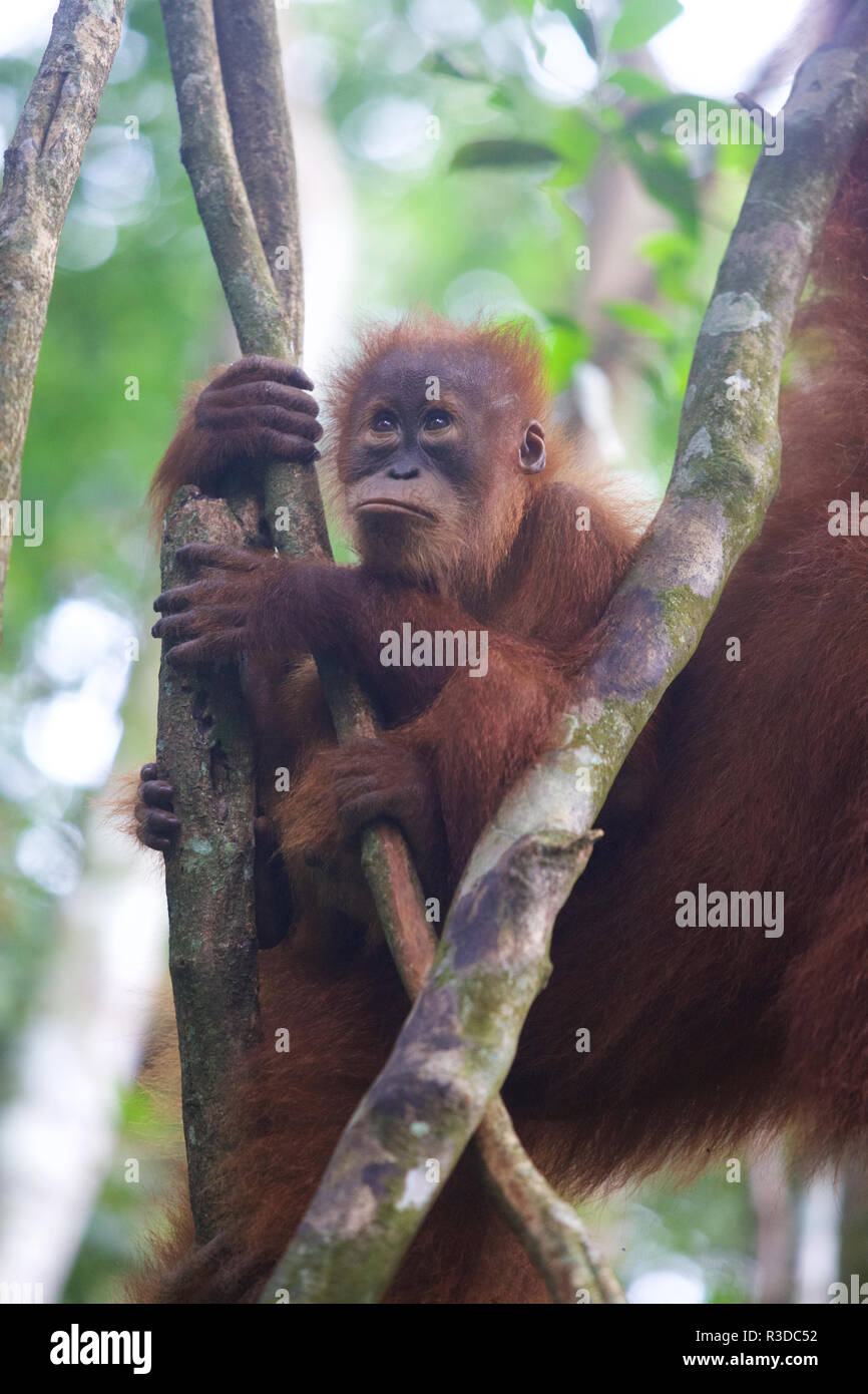 Sumatra rainforest hi-res stock photography and images - Alamy
