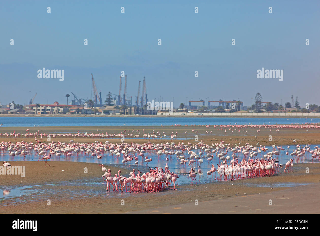 Salt lagoon namibia hi-res stock photography and images - Alamy