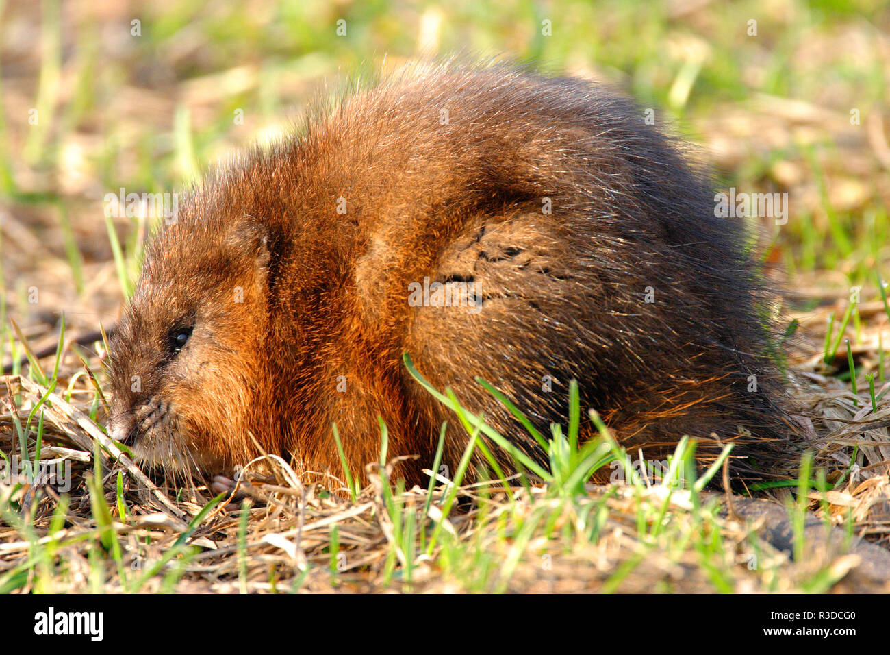 Single Muskrat rodent on a grassy Biebrza river wetlans during the ...