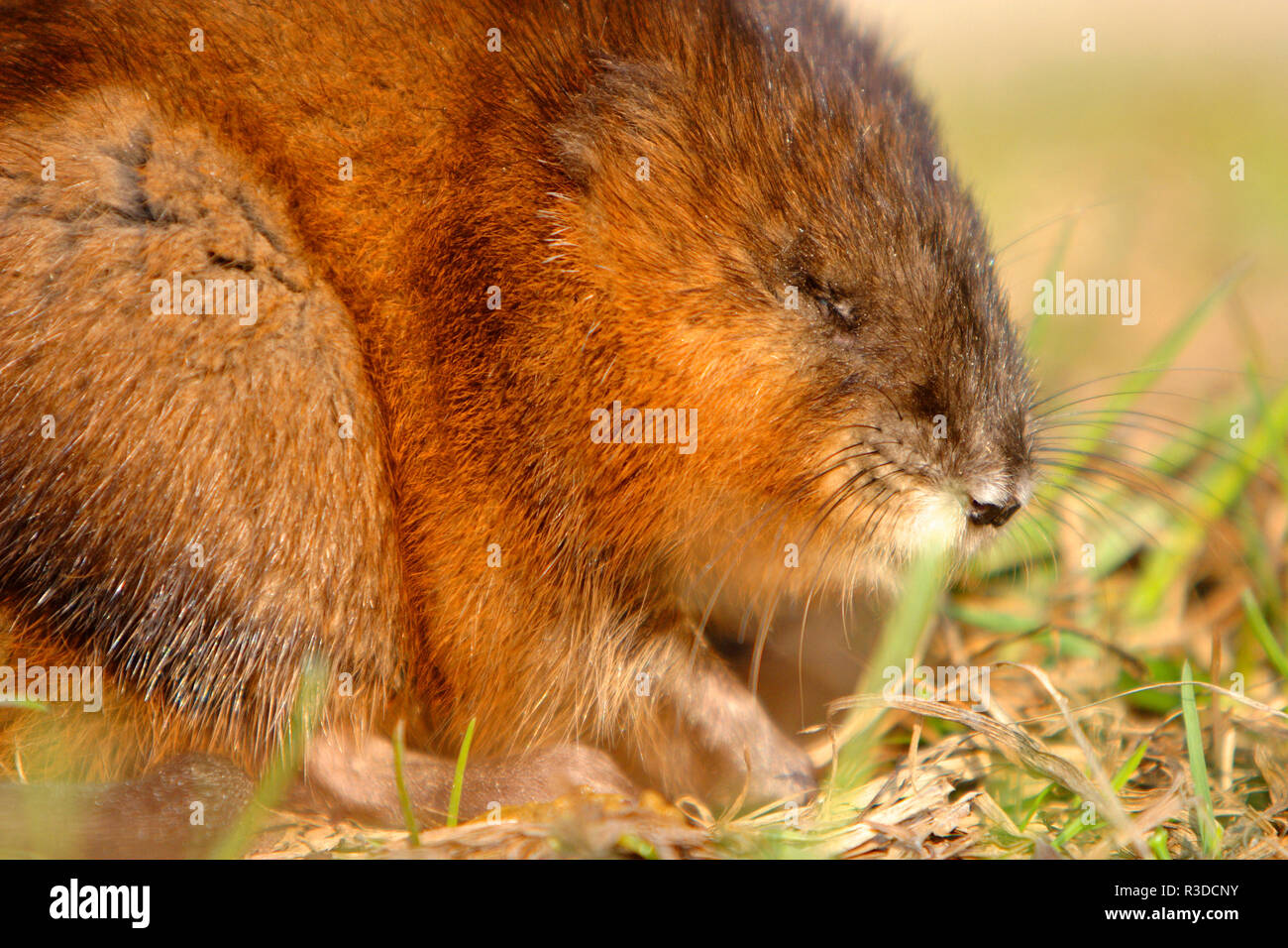 Single Muskrat rodent on a grassy Biebrza river wetlans during the ...