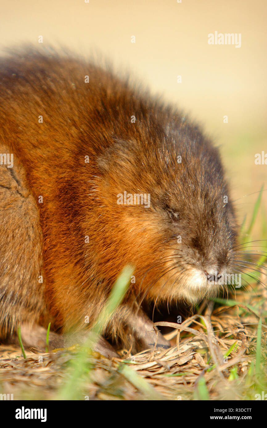 Single Muskrat rodent on a grassy Biebrza river wetlans during the ...