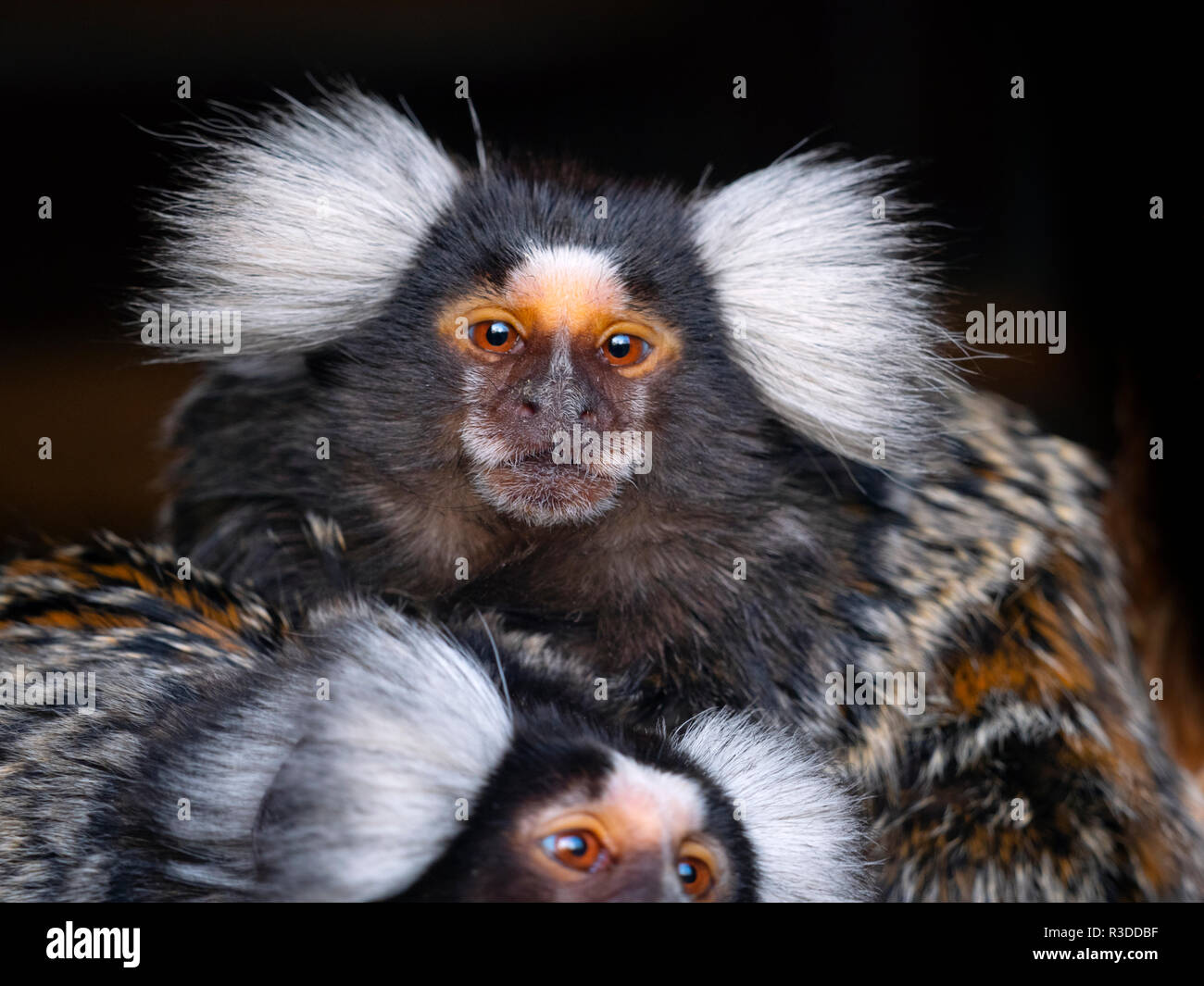 Common marmoset Callithrix jacchus CAPTIVE Stock Photo - Alamy