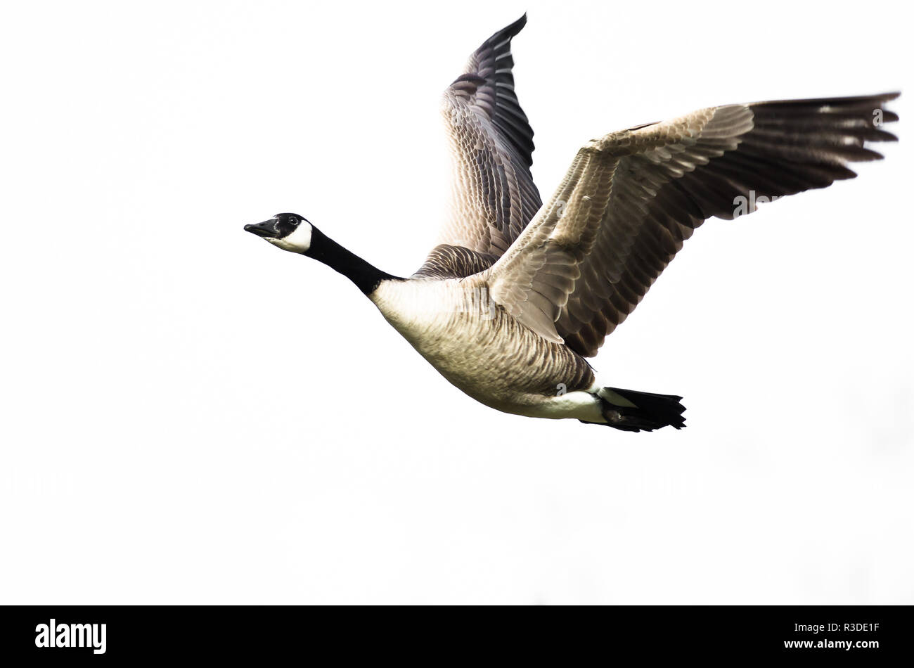 Canada Goose Cut Out Stock Images & Pictures - Alamy