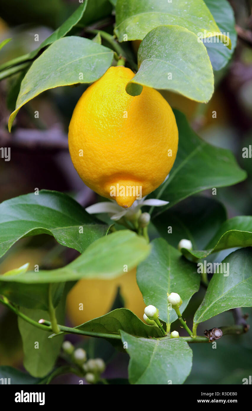 lemon fruit on lemon tree Stock Photo - Alamy