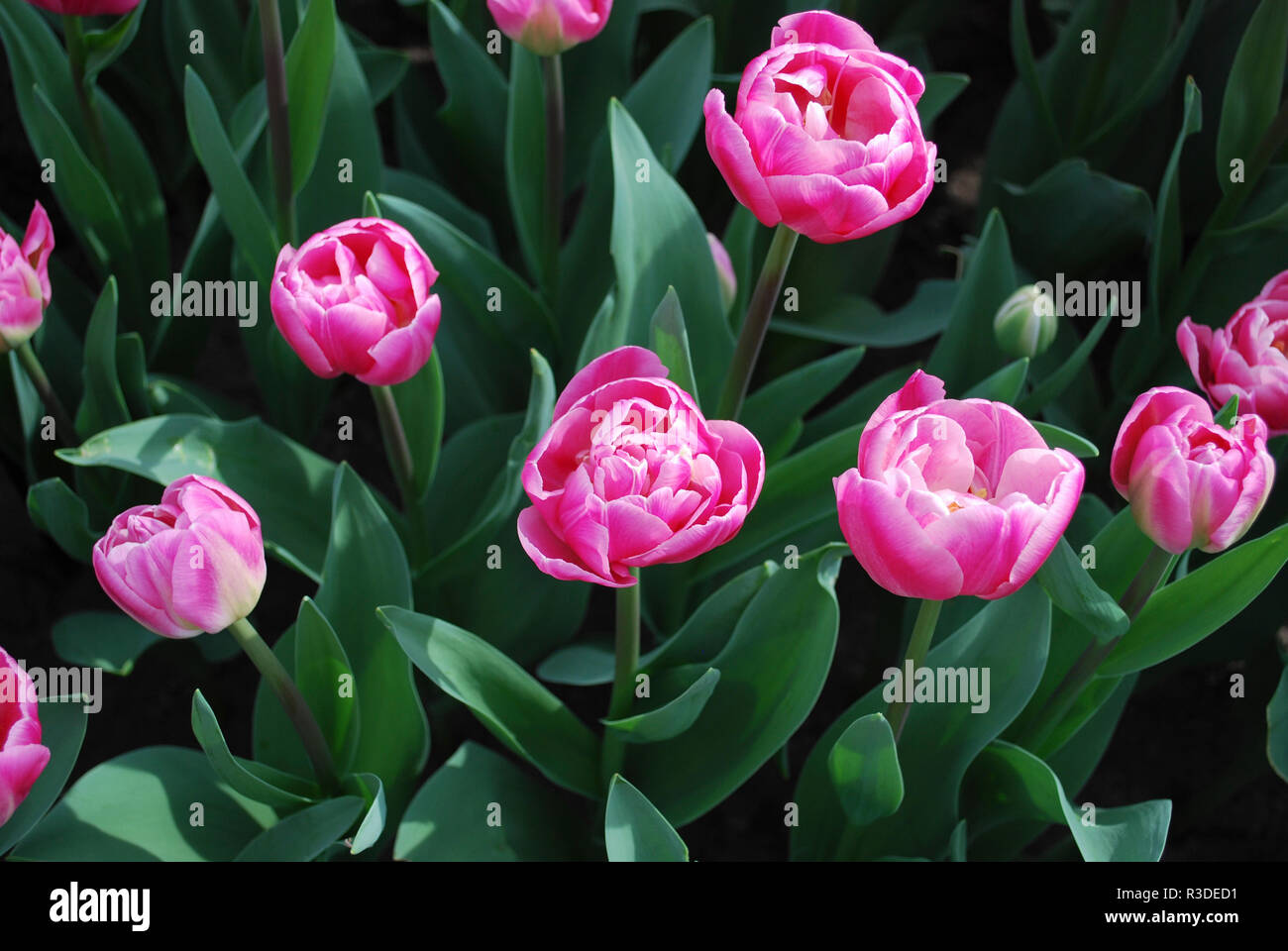 Tulip Vogue® (Double Group) grown in the park. Spring time in ...