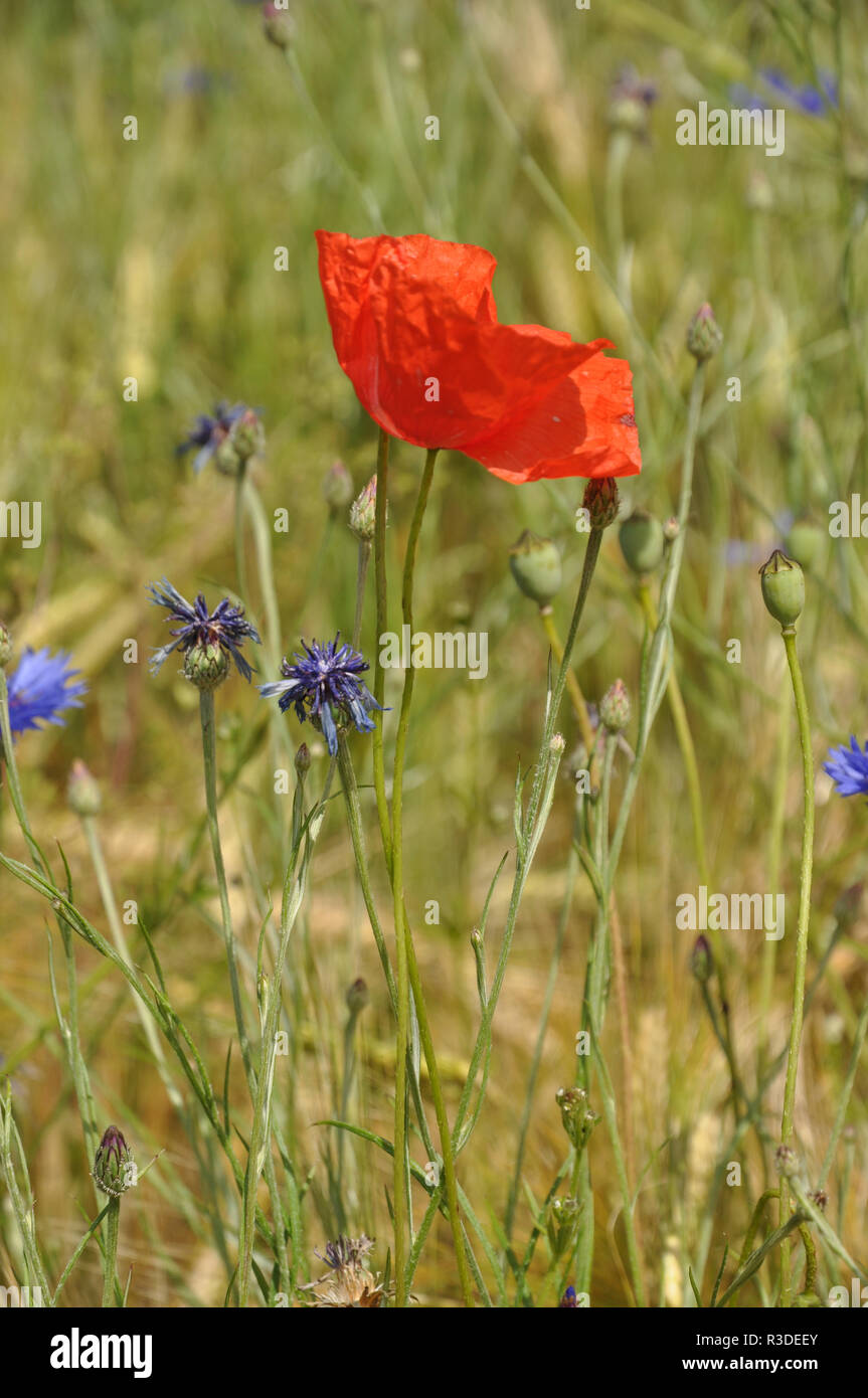 Corn poppy blossom hi-res stock photography and images - Alamy