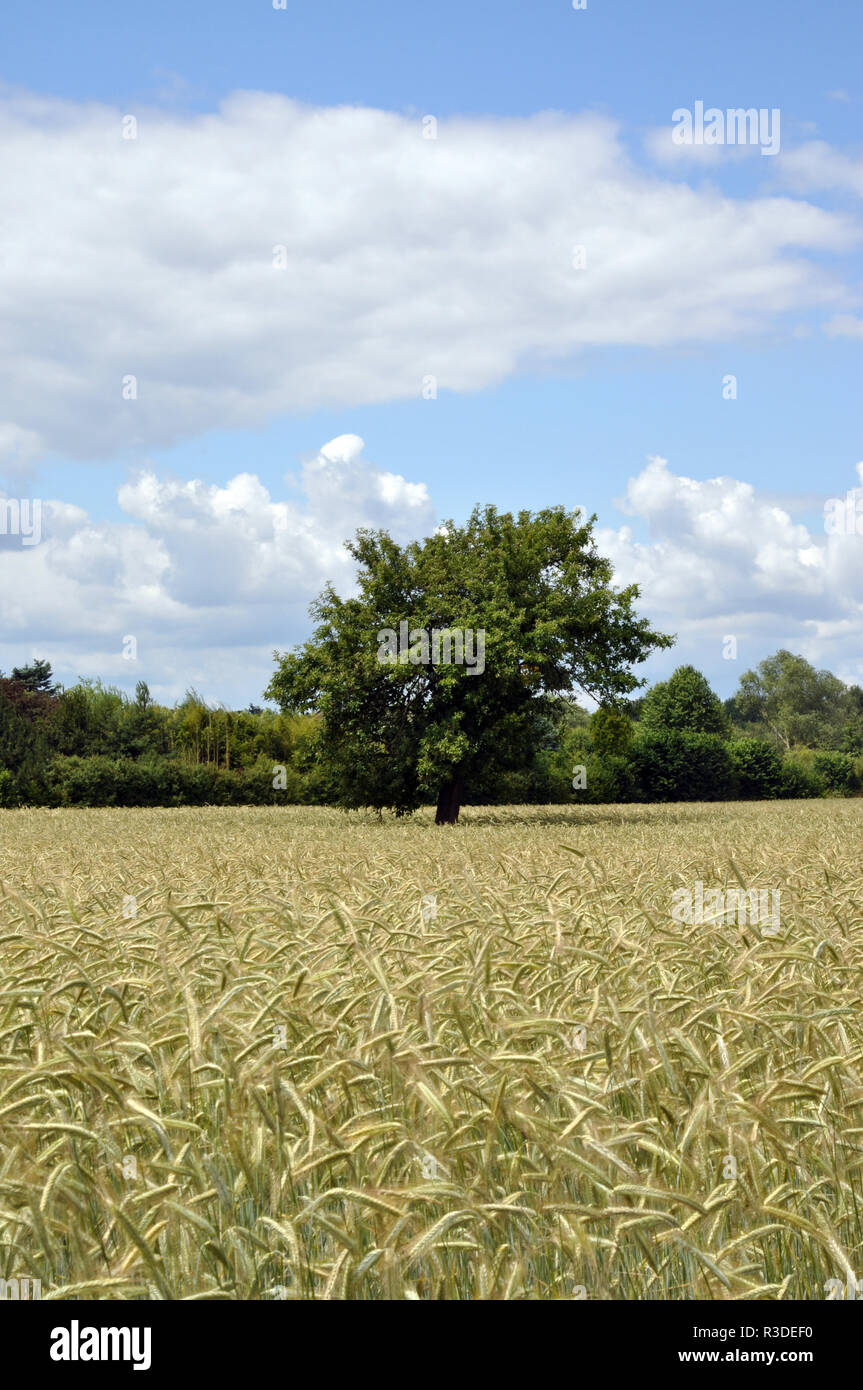 tree on field Stock Photo - Alamy