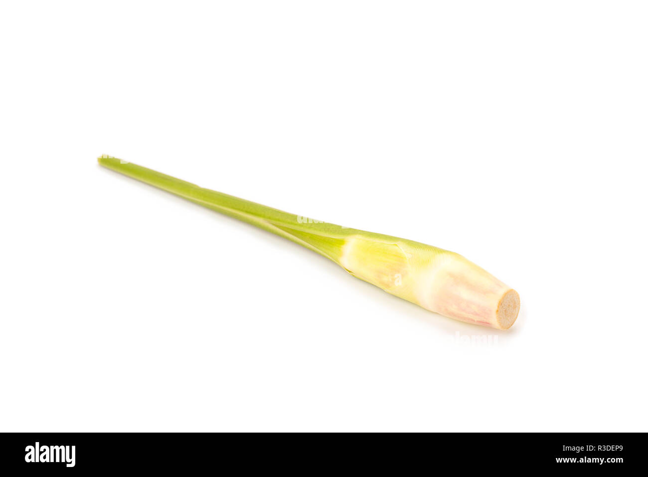 Zizania latifolia hi-res stock photography and images - Alamy