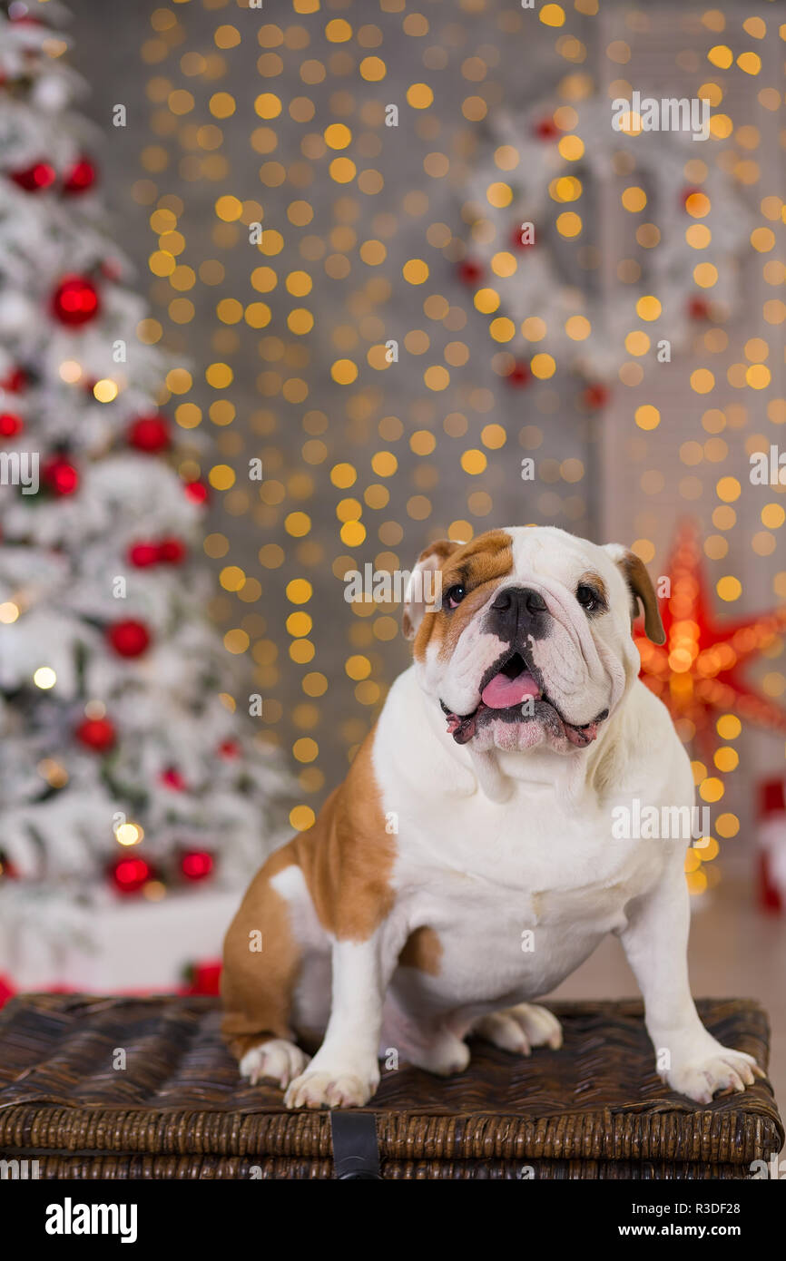 Merry Christmas Bulldog