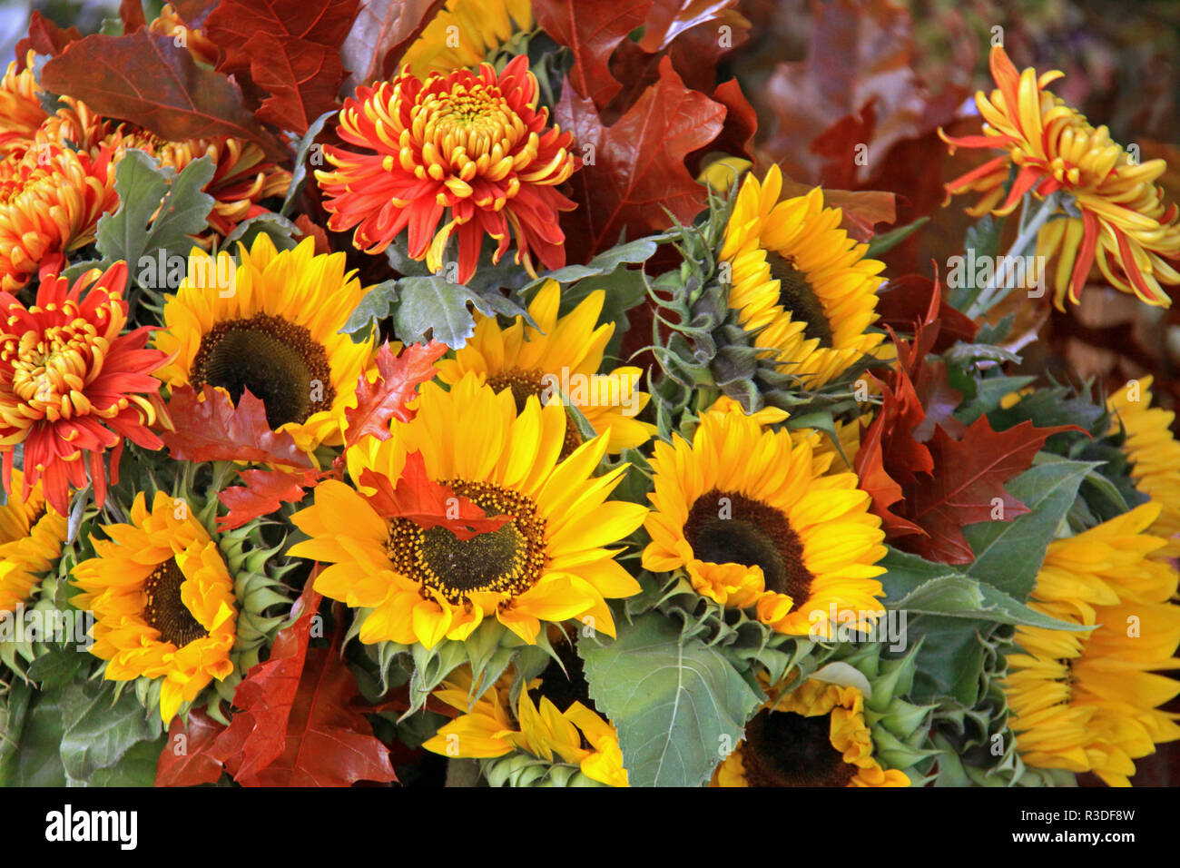 Sunflower arrangements hi-res stock photography and images - Alamy