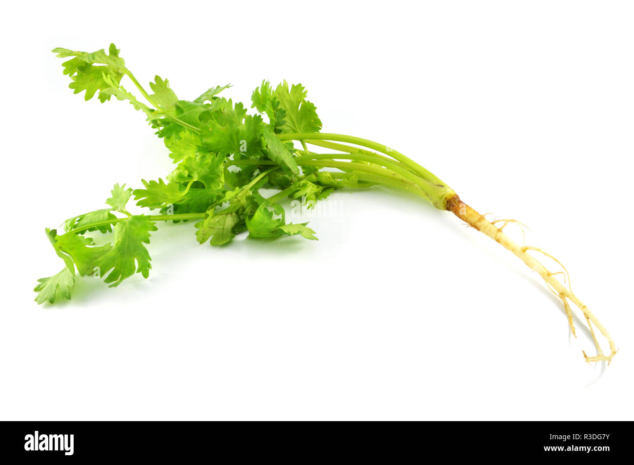 Coriander isolated /close up of fresh green coriander vegetable ...