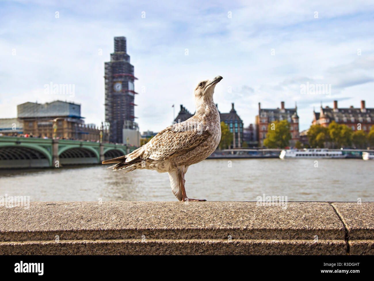 cute seagull in front of the Thames river London city United Kingdom ...