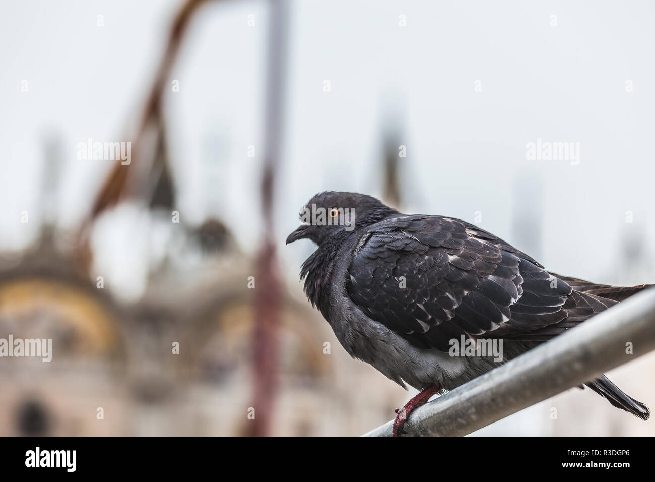 Wildlife venice italy hi-res stock photography and images - Alamy