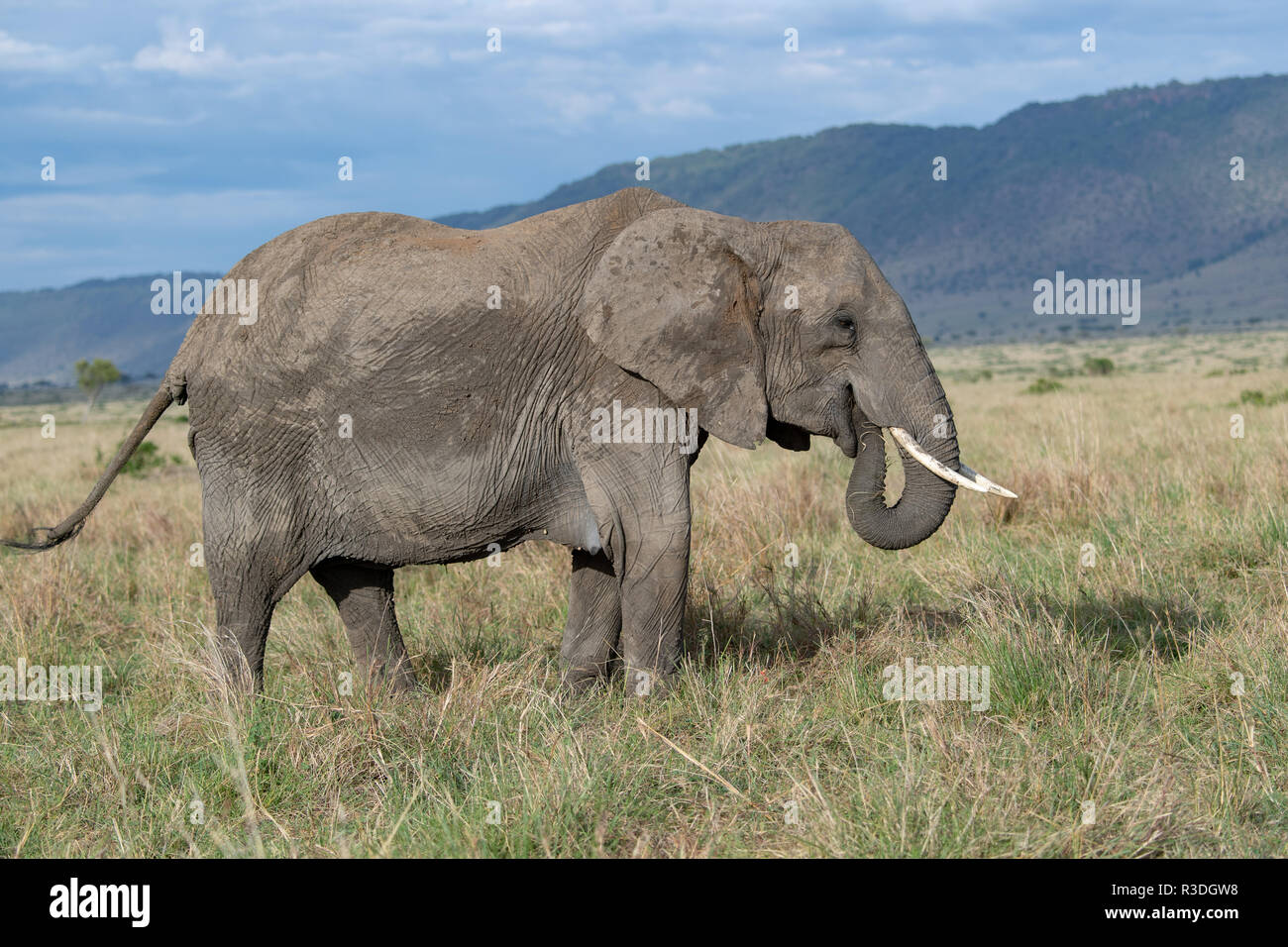 Female Elephant Africa Old High Resolution Stock Photography and Images ...