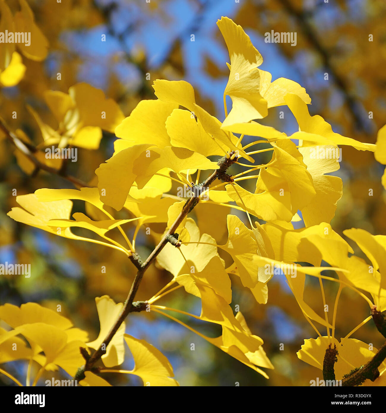 Leaves of Ginkgo tree in autumn Stock Photo - Alamy