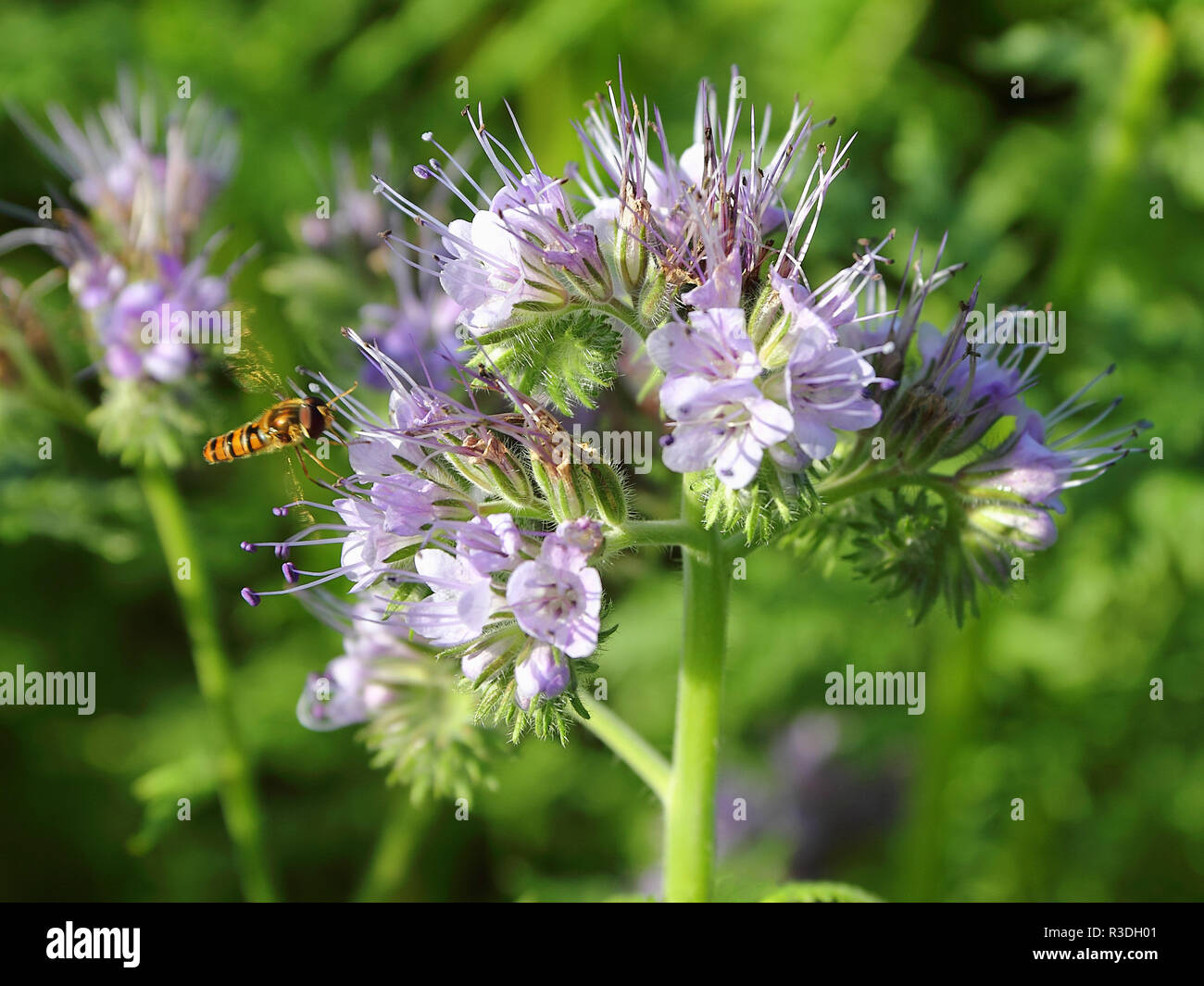 Inflorescence of Phacelia with flying bee Stock Photo - Alamy