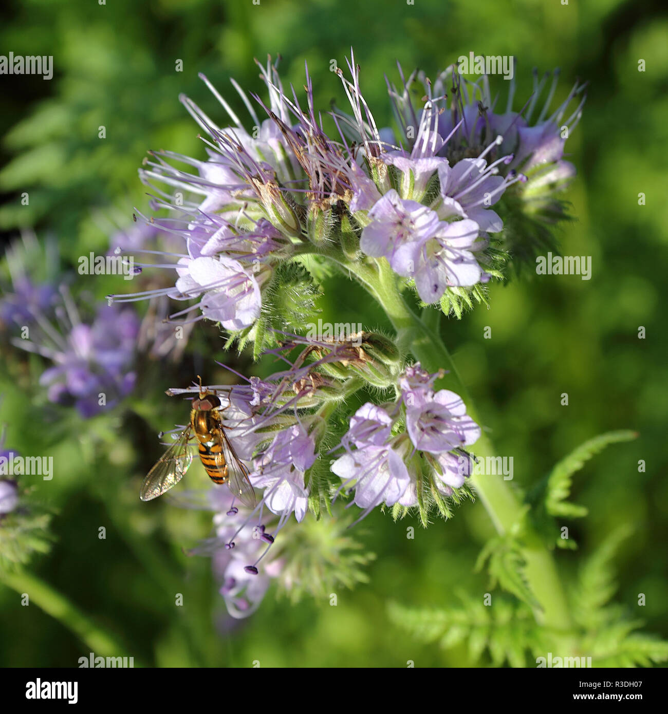 Macro shot of a blooming Phacelia with bee Stock Photo - Alamy