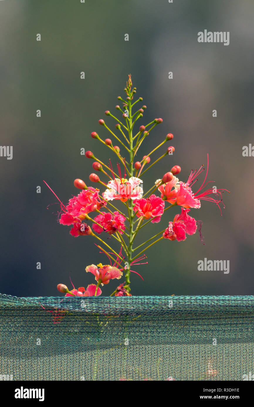 Gulmohar Tree High Resolution Stock Photography and Images - Alamy