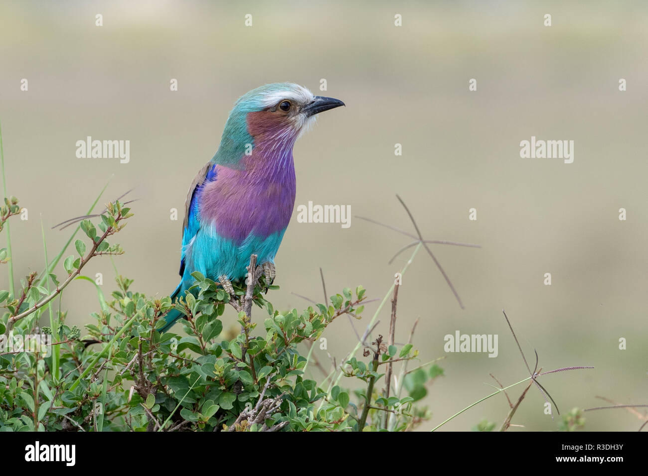 Adult Lilac breasted roller (Coracias caudatus) in Kenya Stock Photo ...