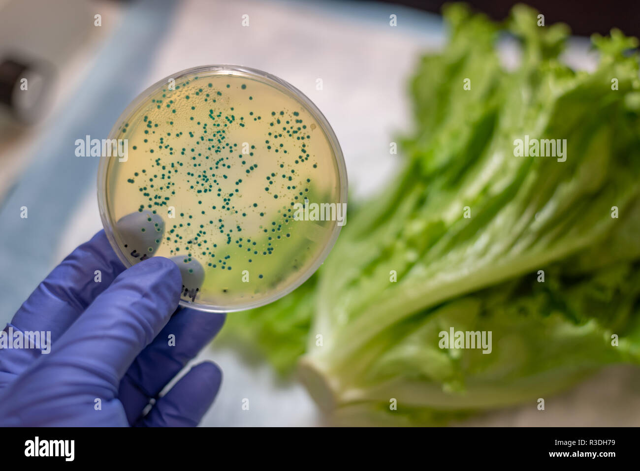 Isolation and culture of e coli from romaine lettuce Stock Photo - Alamy