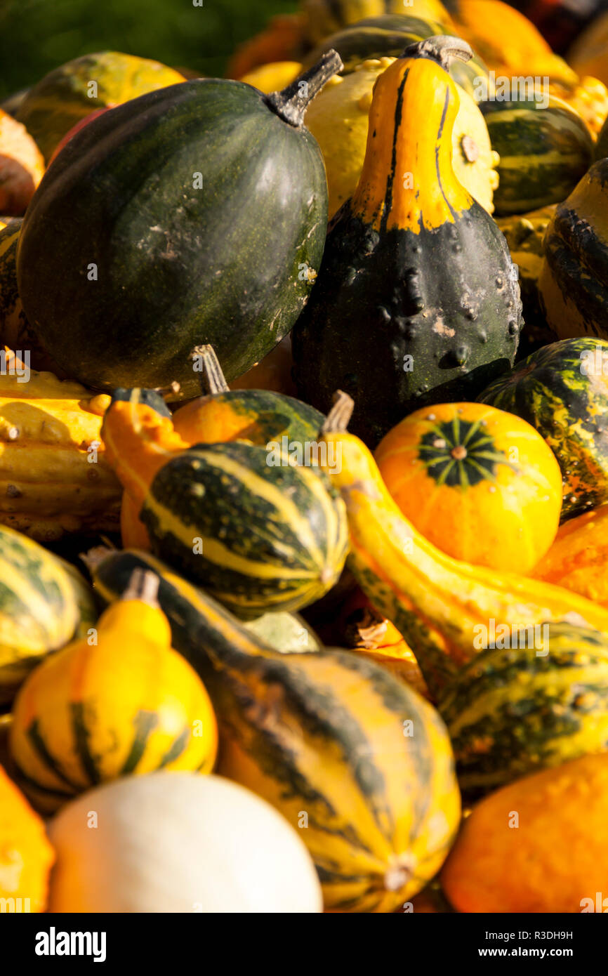 decoration mini pumpkin cucurbita pumpkin squash gourd Stock Photo - Alamy