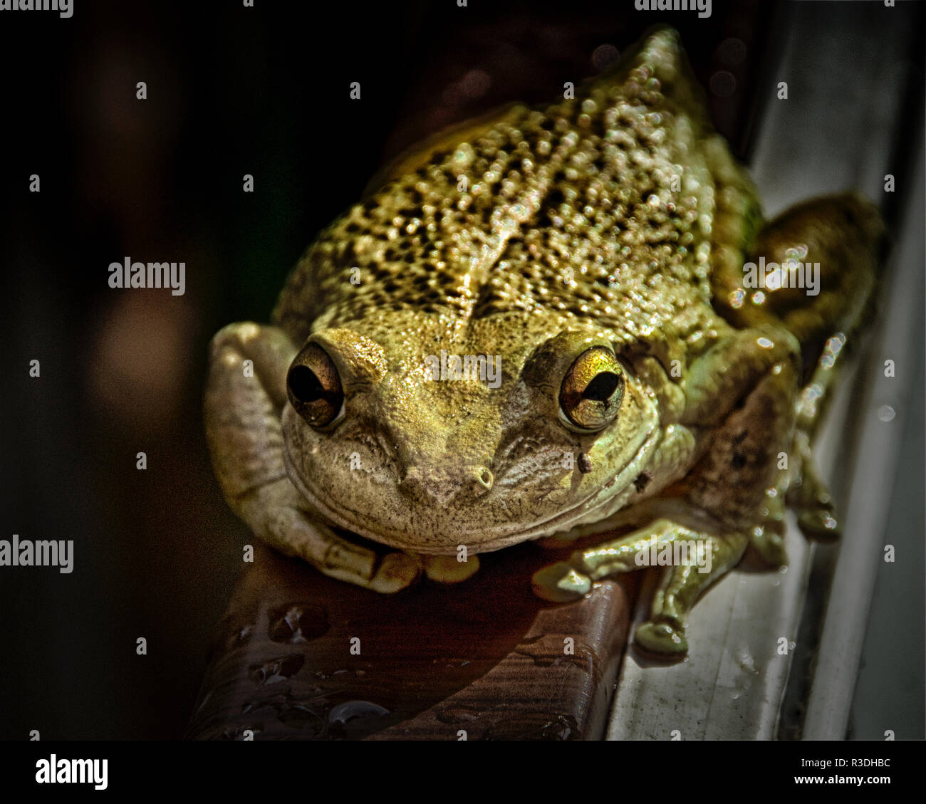 Happy looking frog hi-res stock photography and images - Alamy