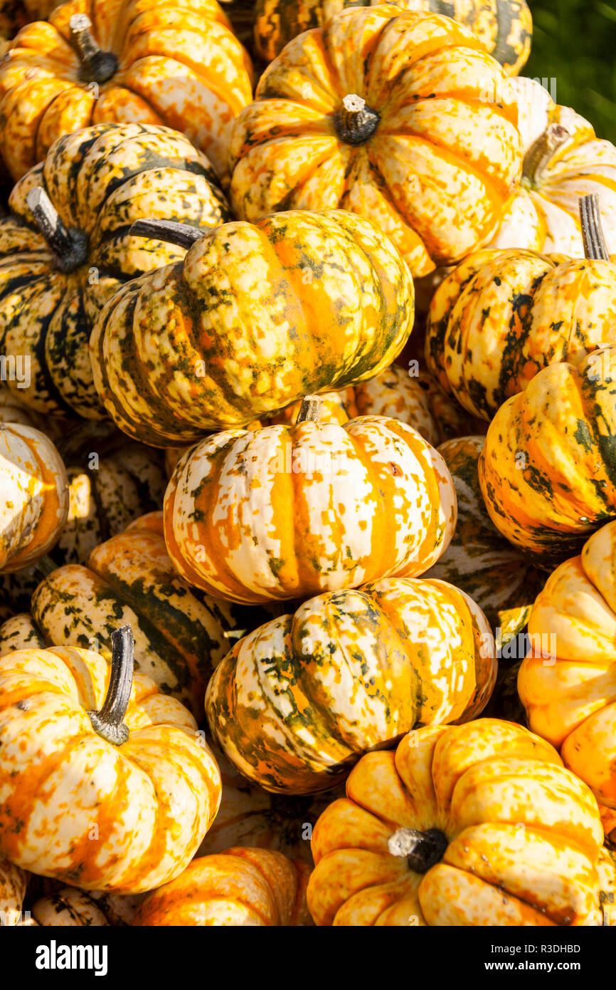 Sweet lightning pumpkin hi-res stock photography and images - Alamy