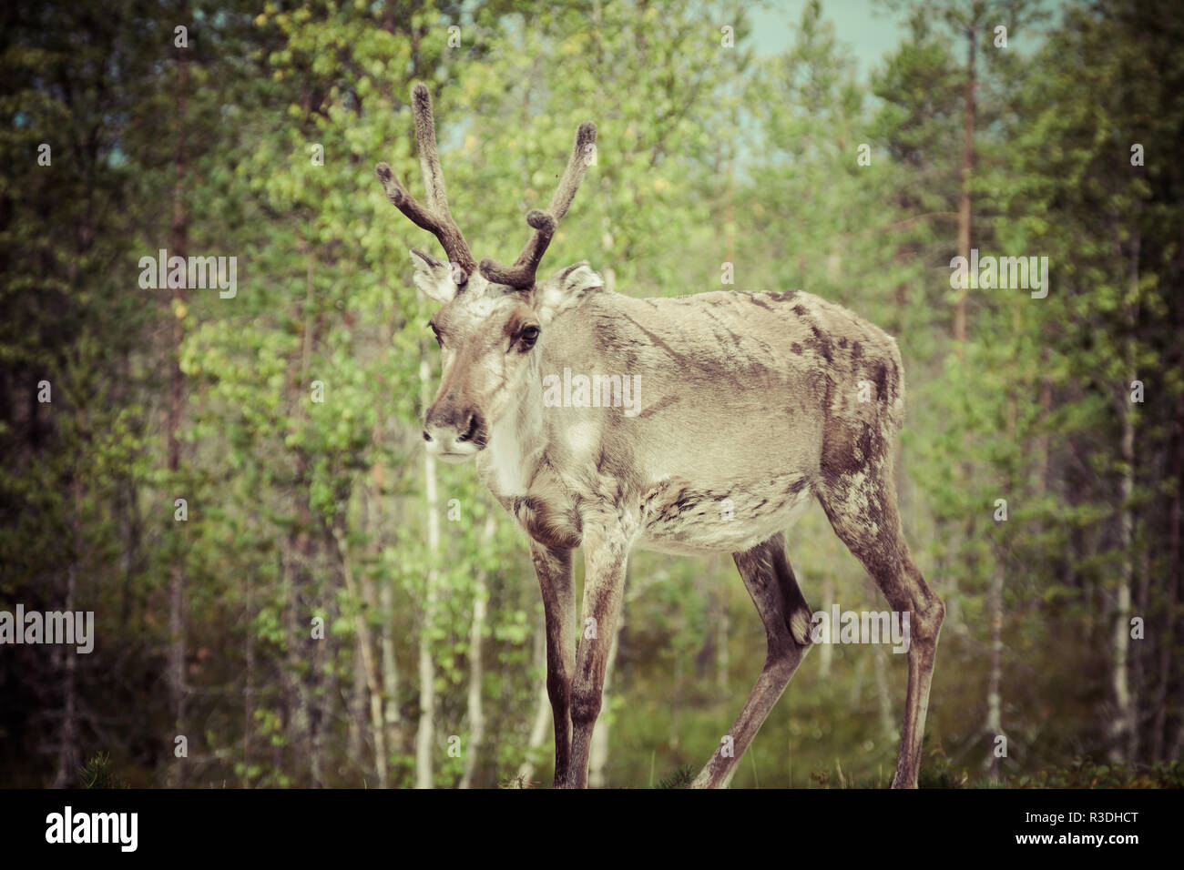 reindeer stag with exceptionally long antlers Stock Photo - Alamy