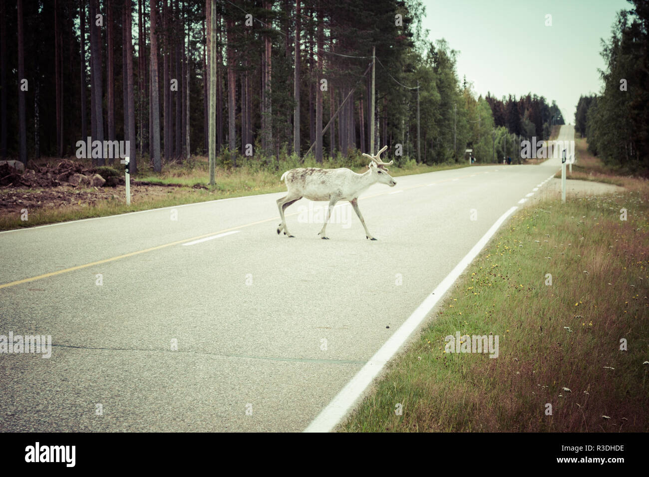 reindeer stag with exceptionally long antlers Stock Photo - Alamy