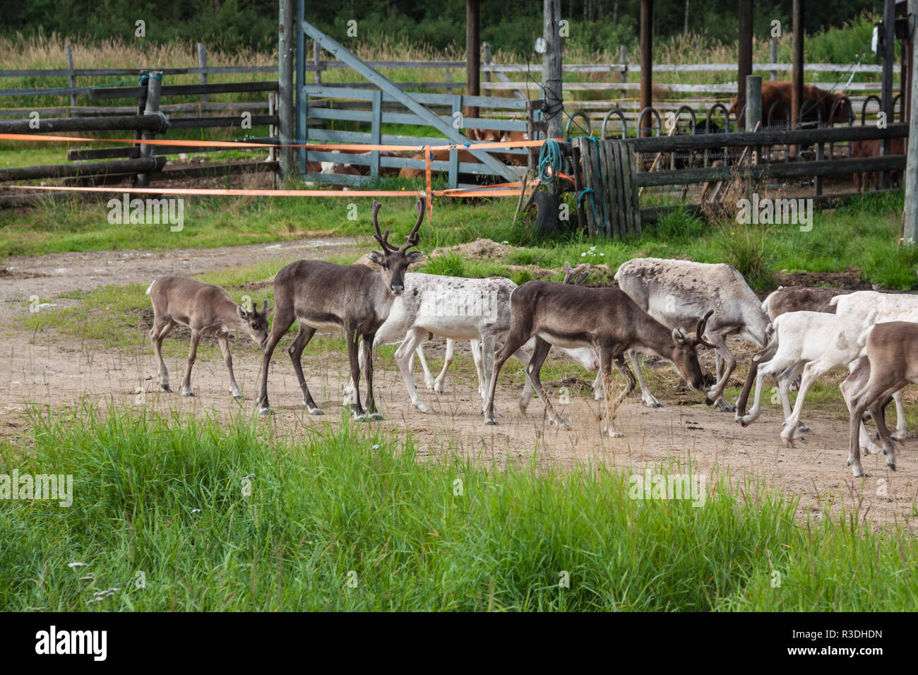 Jotunheimen national park animal hi-res stock photography and images ...