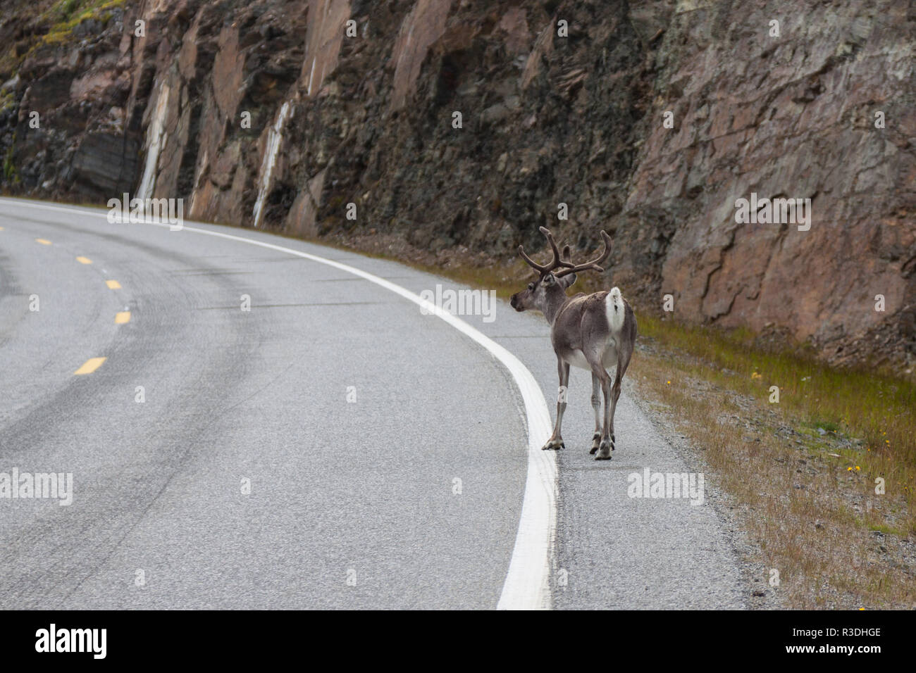 reindeer stag with exceptionally long antlers Stock Photo - Alamy