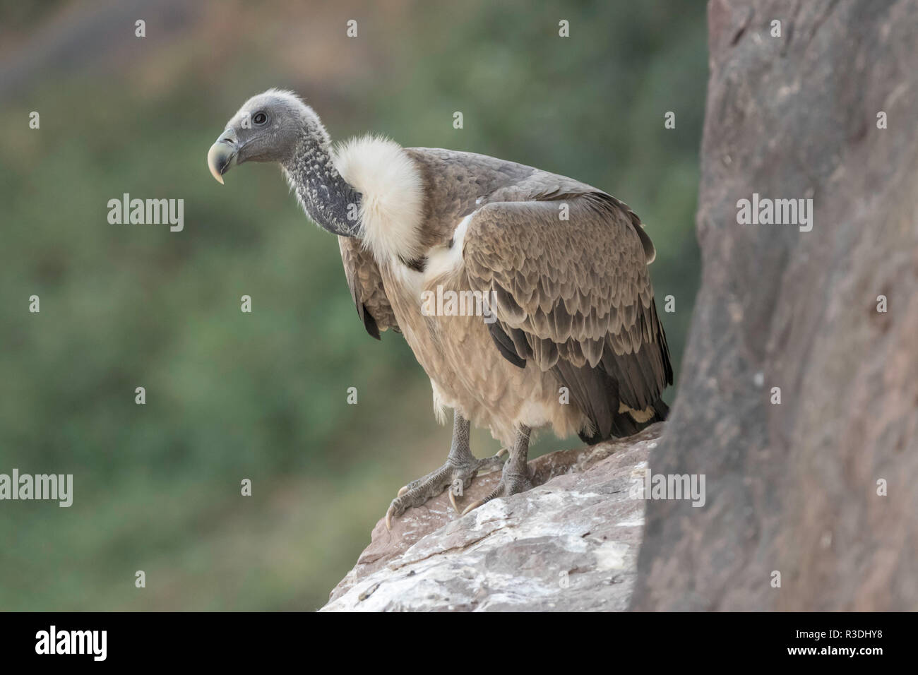 Indian vulture hi-res stock photography and images - Alamy