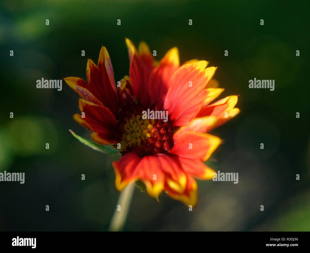 Garden red flower hi-res stock photography and images - Alamy