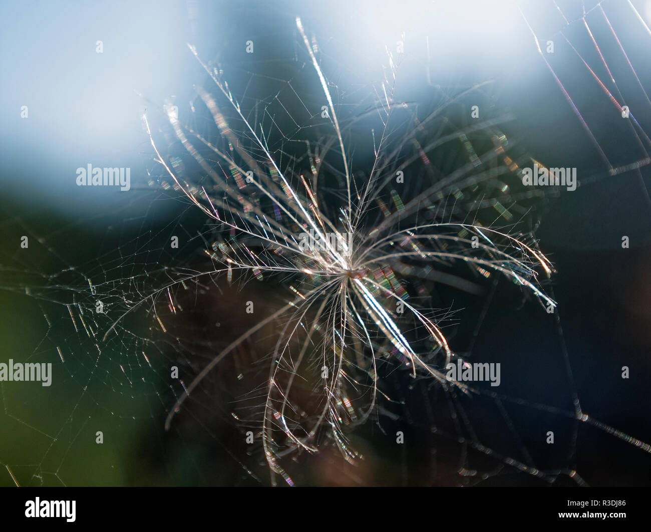 seeds of wild grass in summer close-up, Russia Stock Photo - Alamy