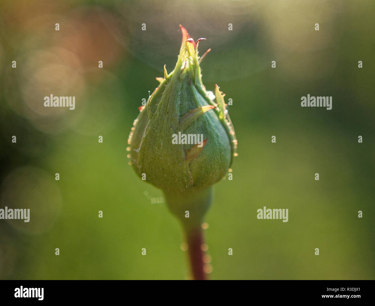 Unopened rose hi-res stock photography and images - Alamy