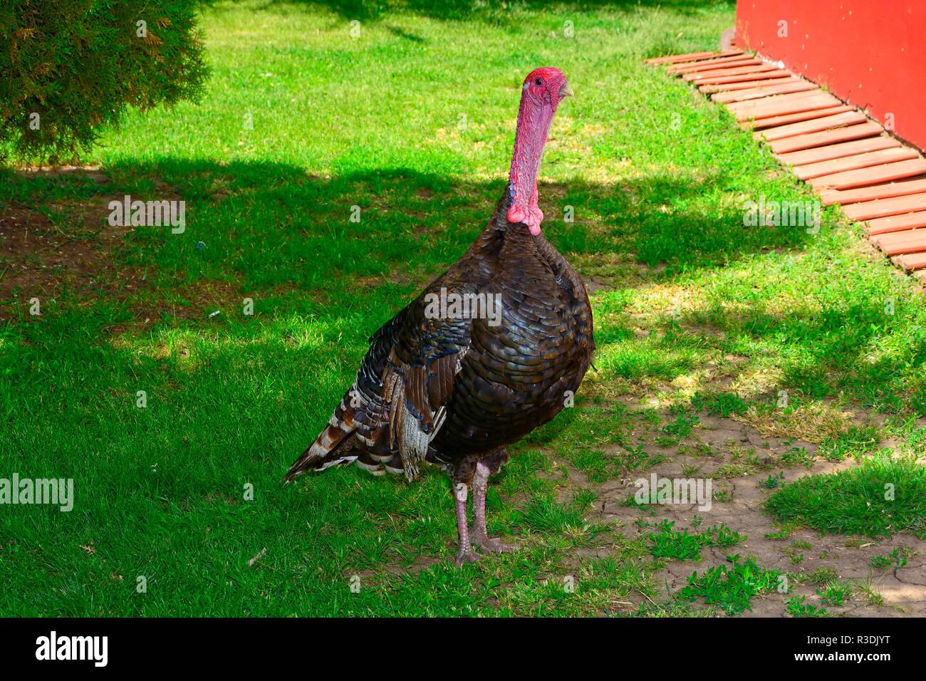 Wildtruthuhn hi-res stock photography and images - Alamy