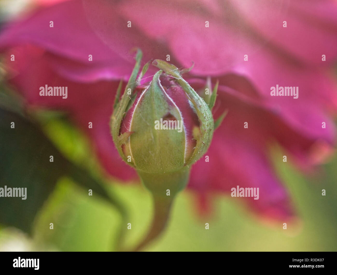 Unopened rose hi-res stock photography and images - Alamy