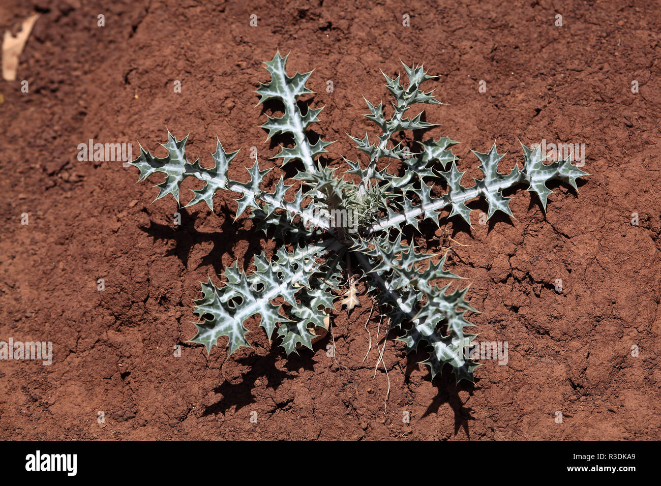 Argemone mexicana flower plant hi-res stock photography and images - Alamy