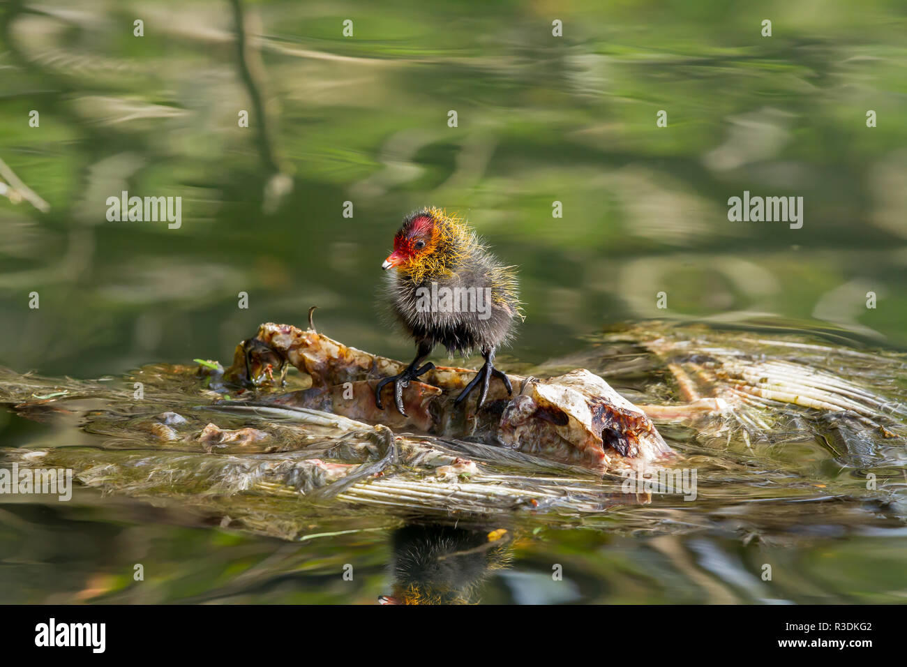 Hen circle hi-res stock photography and images - Alamy