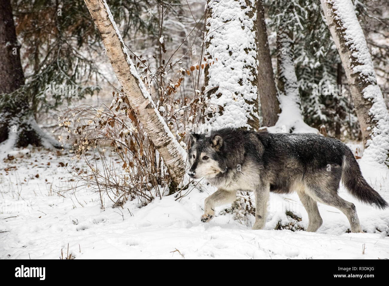 Timber wolf canis lupus walking hi-res stock photography and images - Alamy