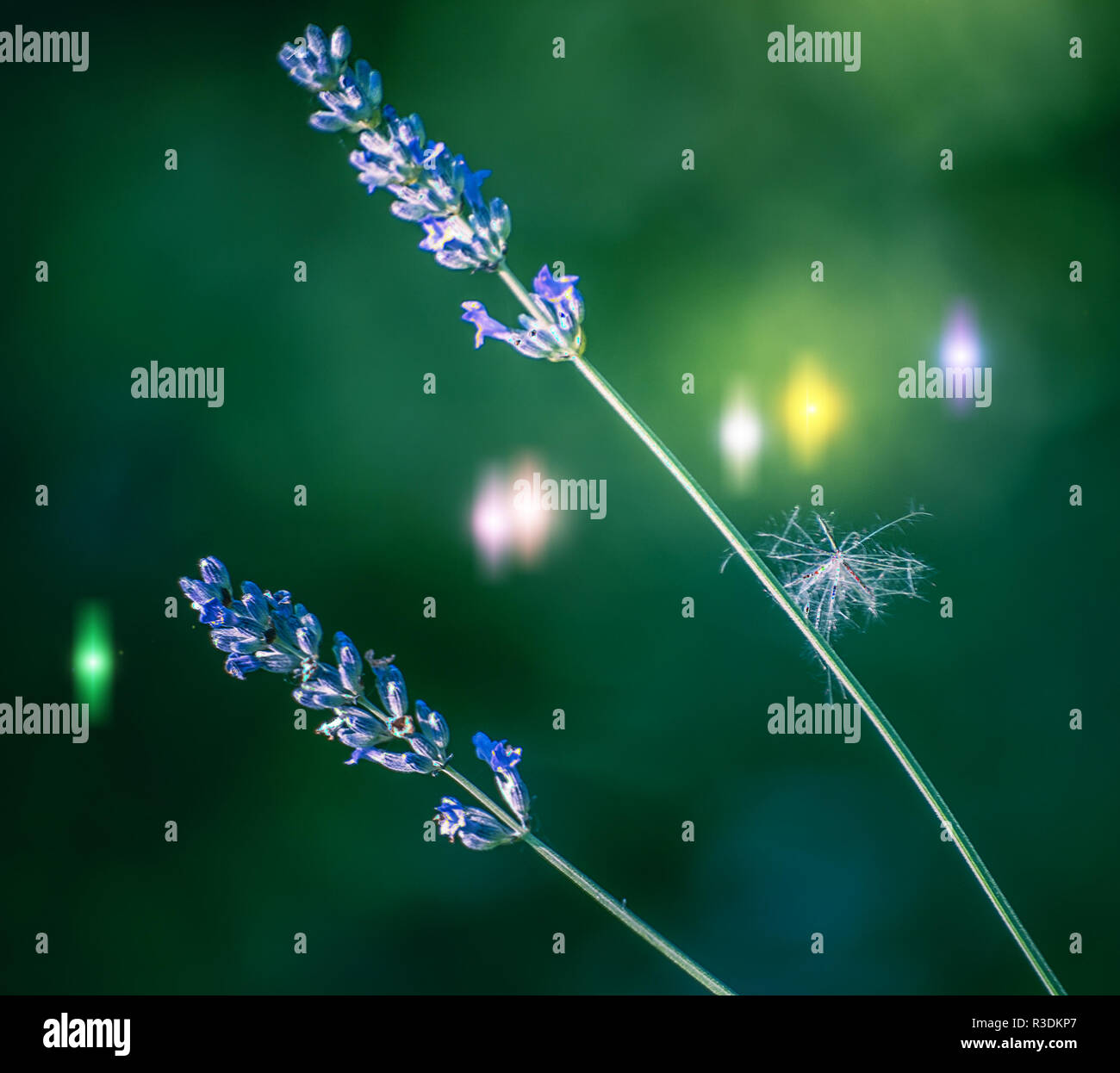 Lavender glow hi-res stock photography and images - Alamy