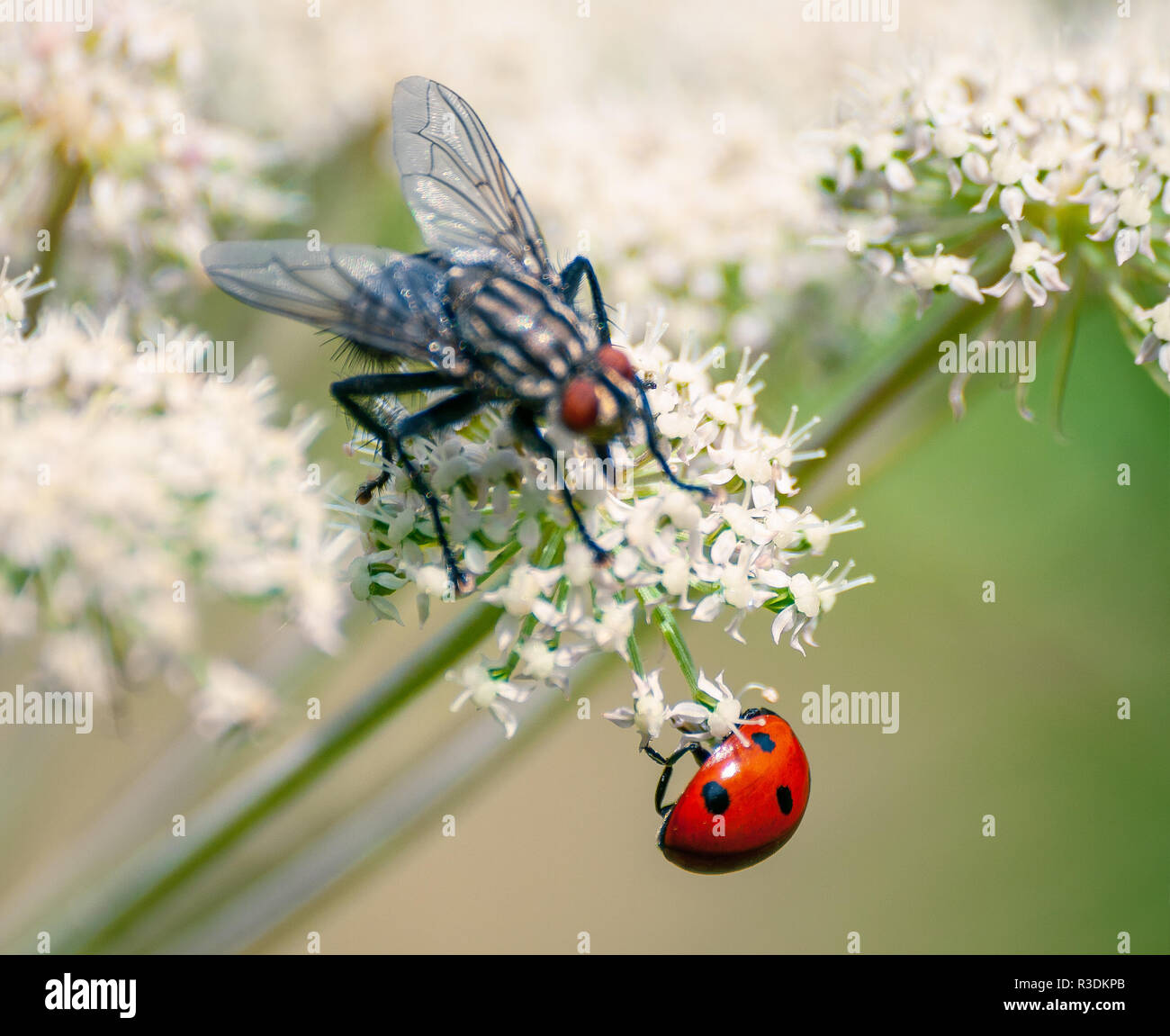 fly and ladybug Stock Photo - Alamy