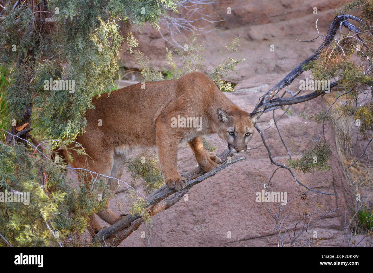Mountain Lion up in a Tree Stock Photo - Alamy