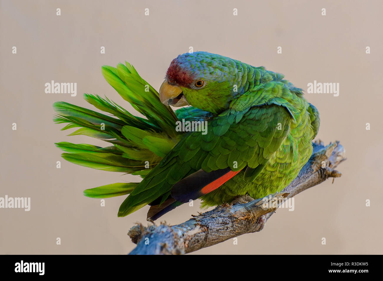 Parrot feathers hi-res stock photography and images - Alamy